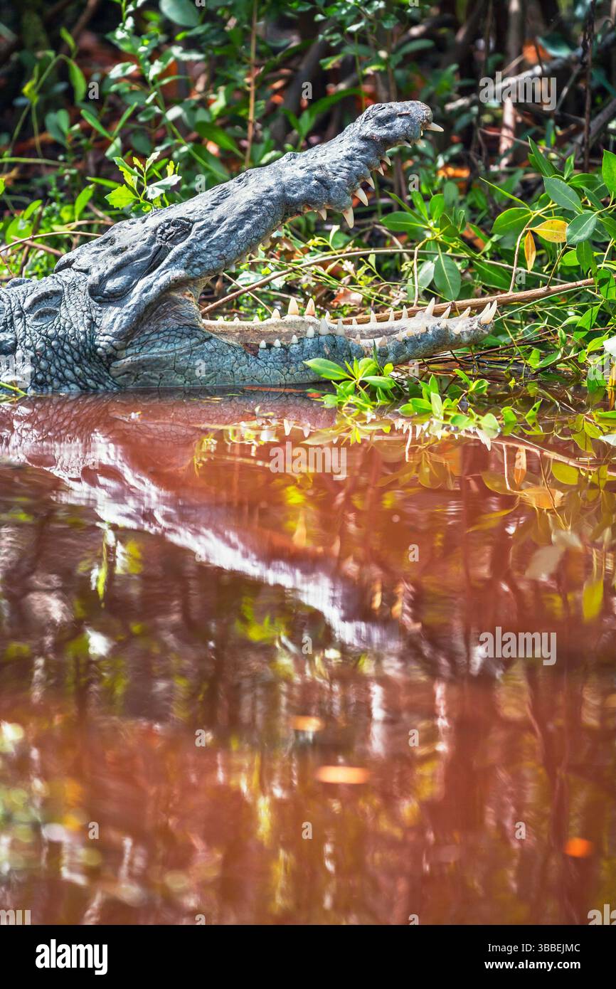 American alligator (Alligator mississipiensis), opening its jaws ...