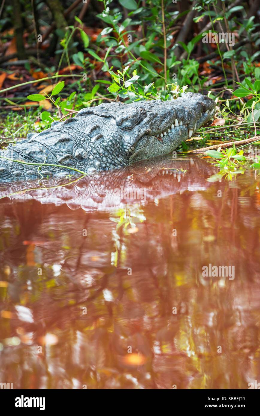 American alligator (Alligator mississipiensis), Sanibel Island, J.N ...