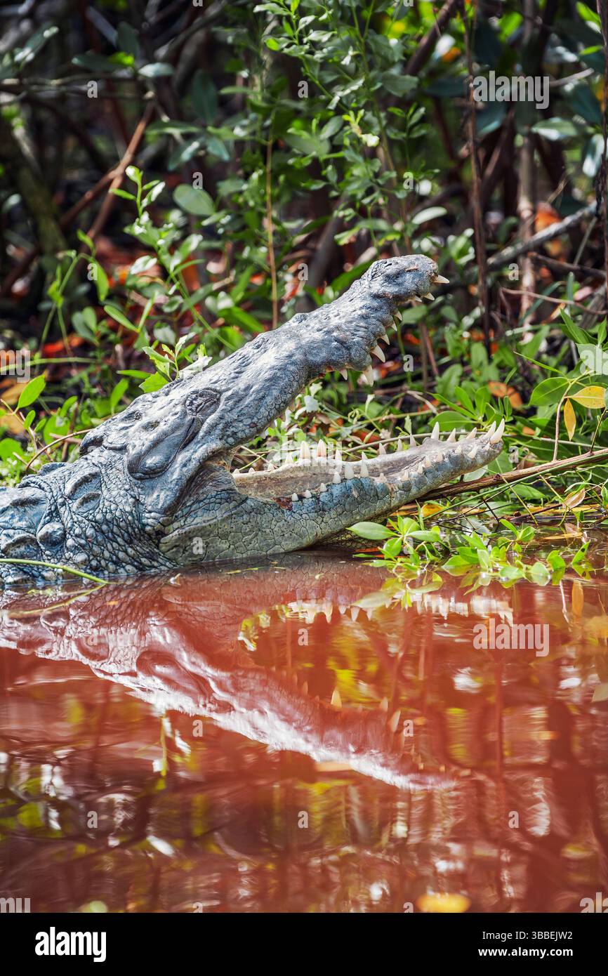 American alligator (Alligator mississipiensis), opening its jaws ...