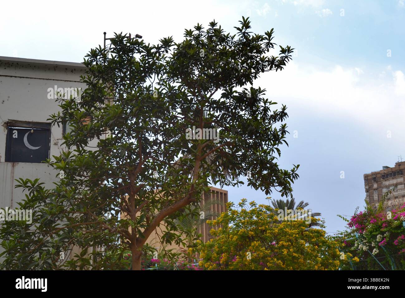 Plants and the Nile River from the terrace of Manasterly Palace on Roda ...