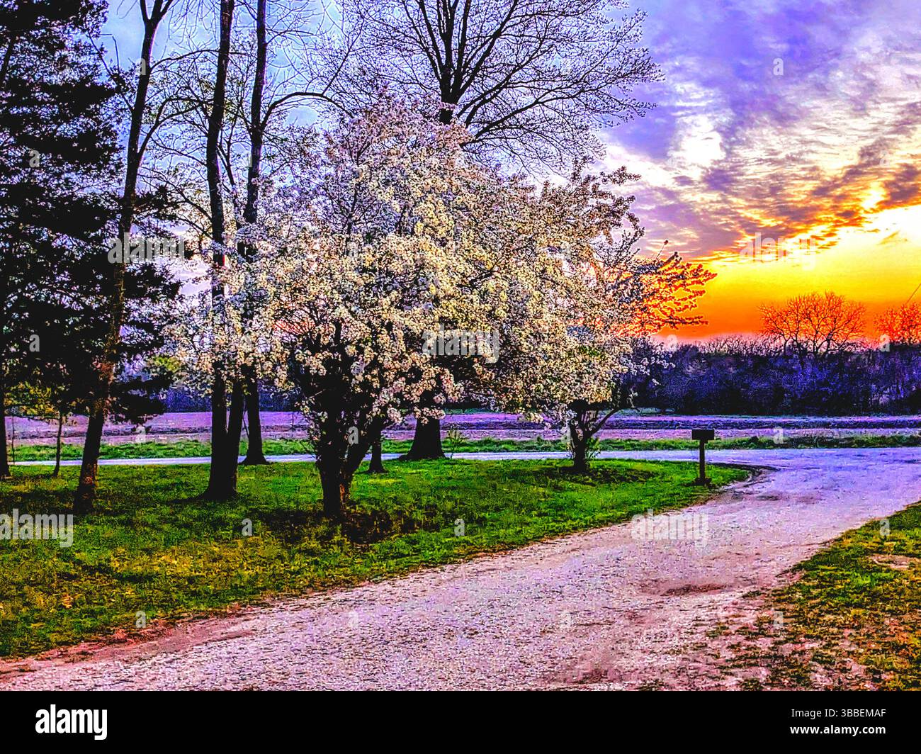 Sunset cherry blossoms hi-res stock photography and images - Alamy