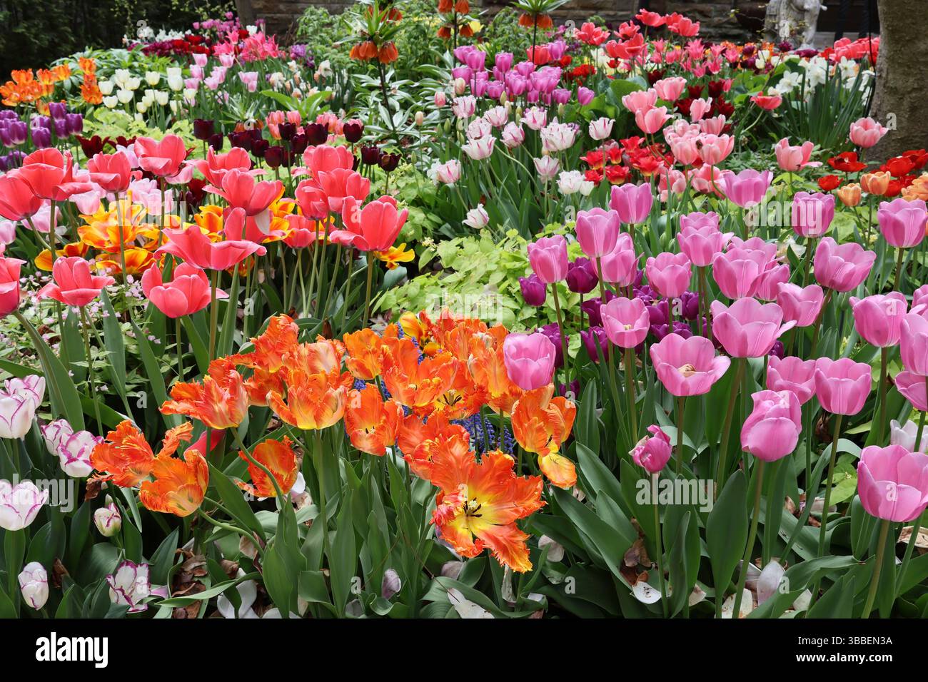 Colorful mass planting of different varieties of tulips Stock Photo - Alamy