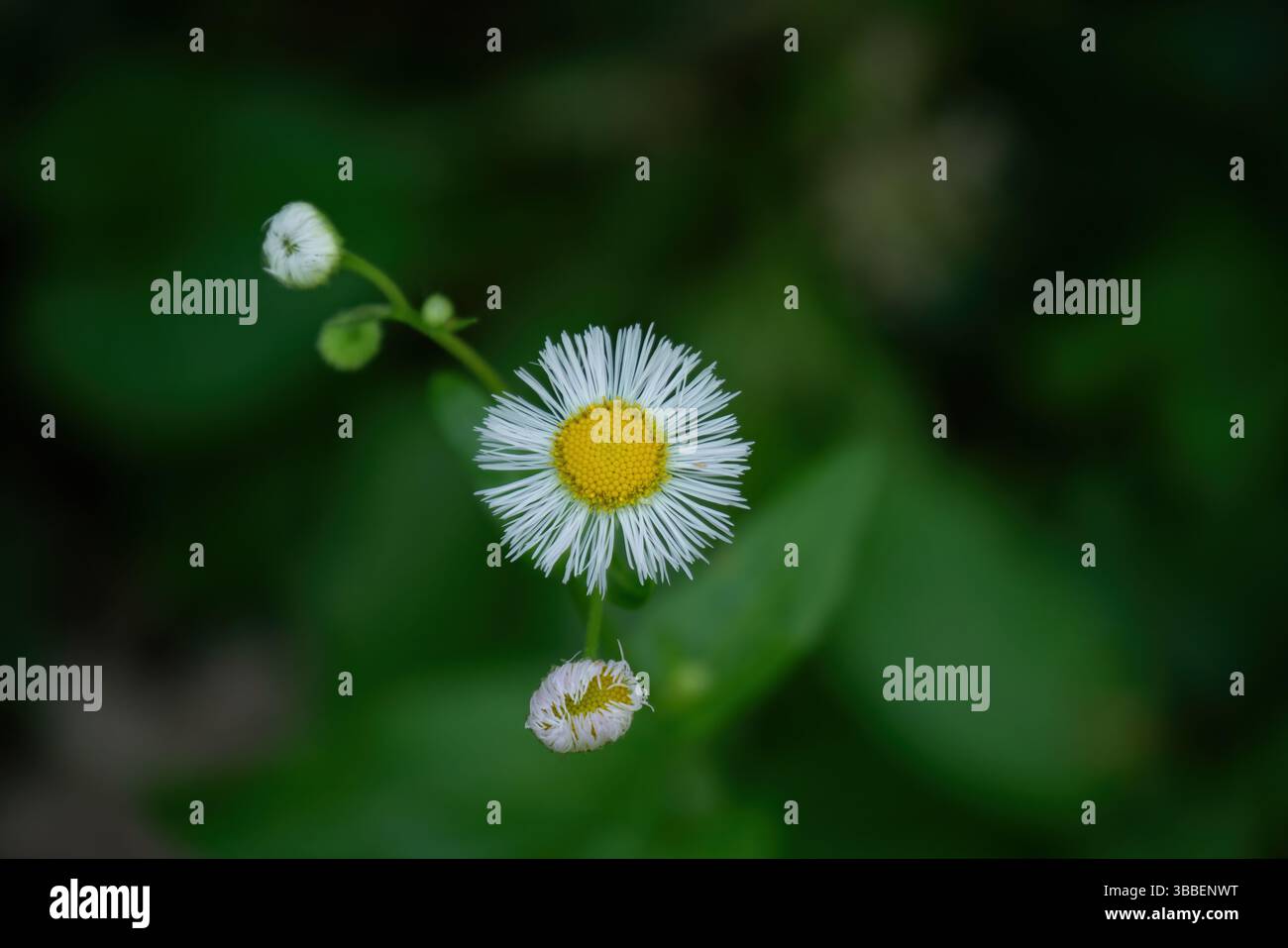 Intimate macro shot delicate white hi-res stock photography and images ...