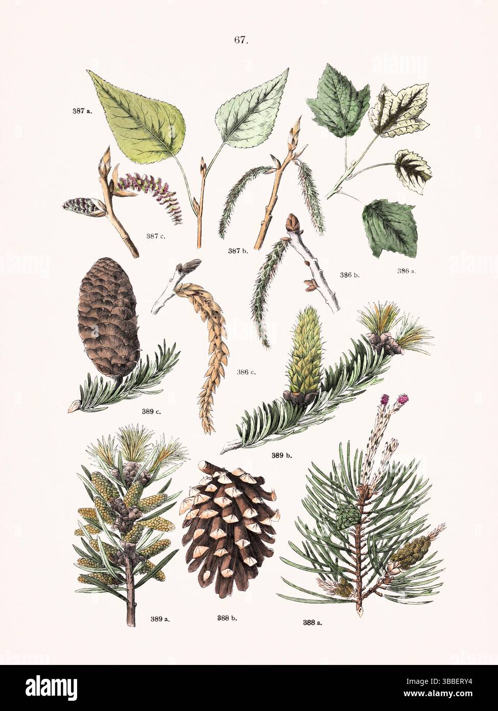 Antique Botanical Illustration from a German Plant Atlas. Circa 1884 ...