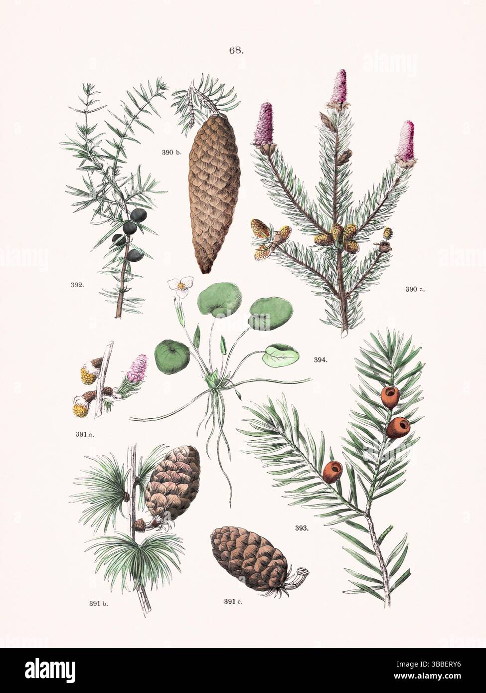 Antique Botanical Illustration from a German Plant Atlas. Circa 1884 ...