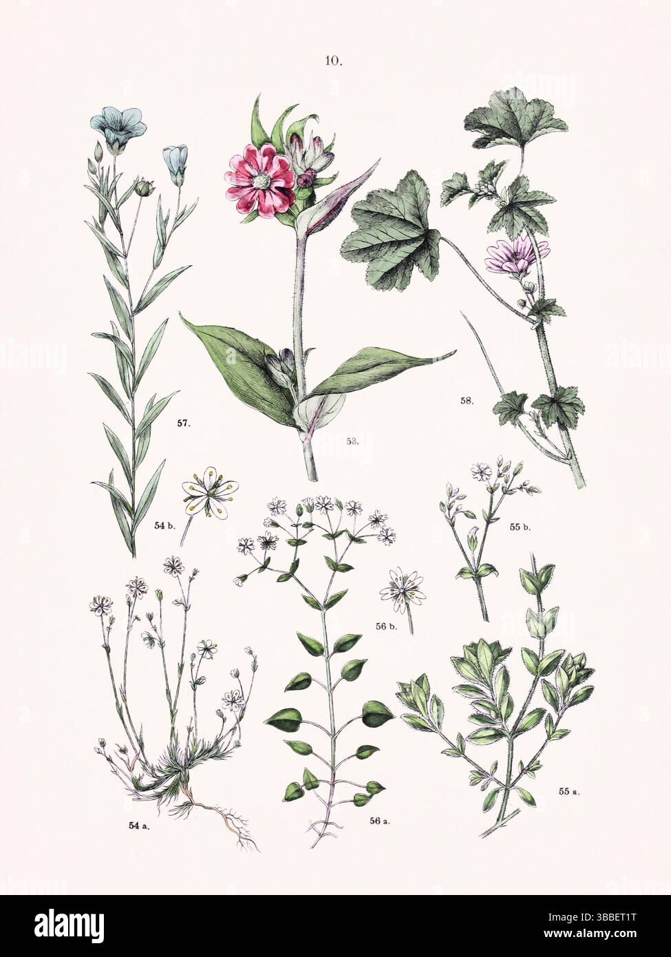 Arenaria verna hi-res stock photography and images - Alamy