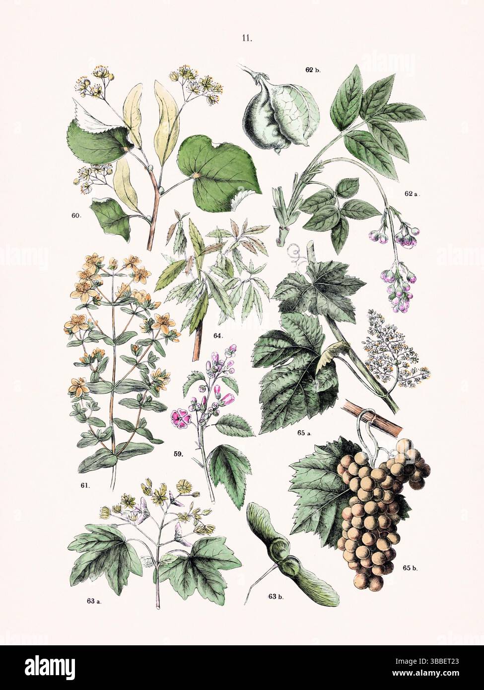 Althaea officinalis drawing hi-res stock photography and images - Alamy