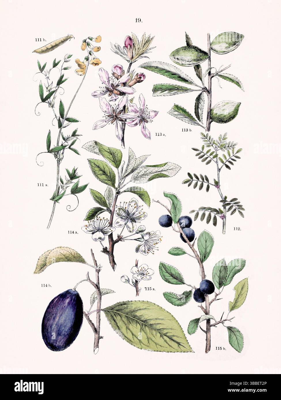 Antique Botanical Illustration from a German Plant Atlas. Circa 1884 ...