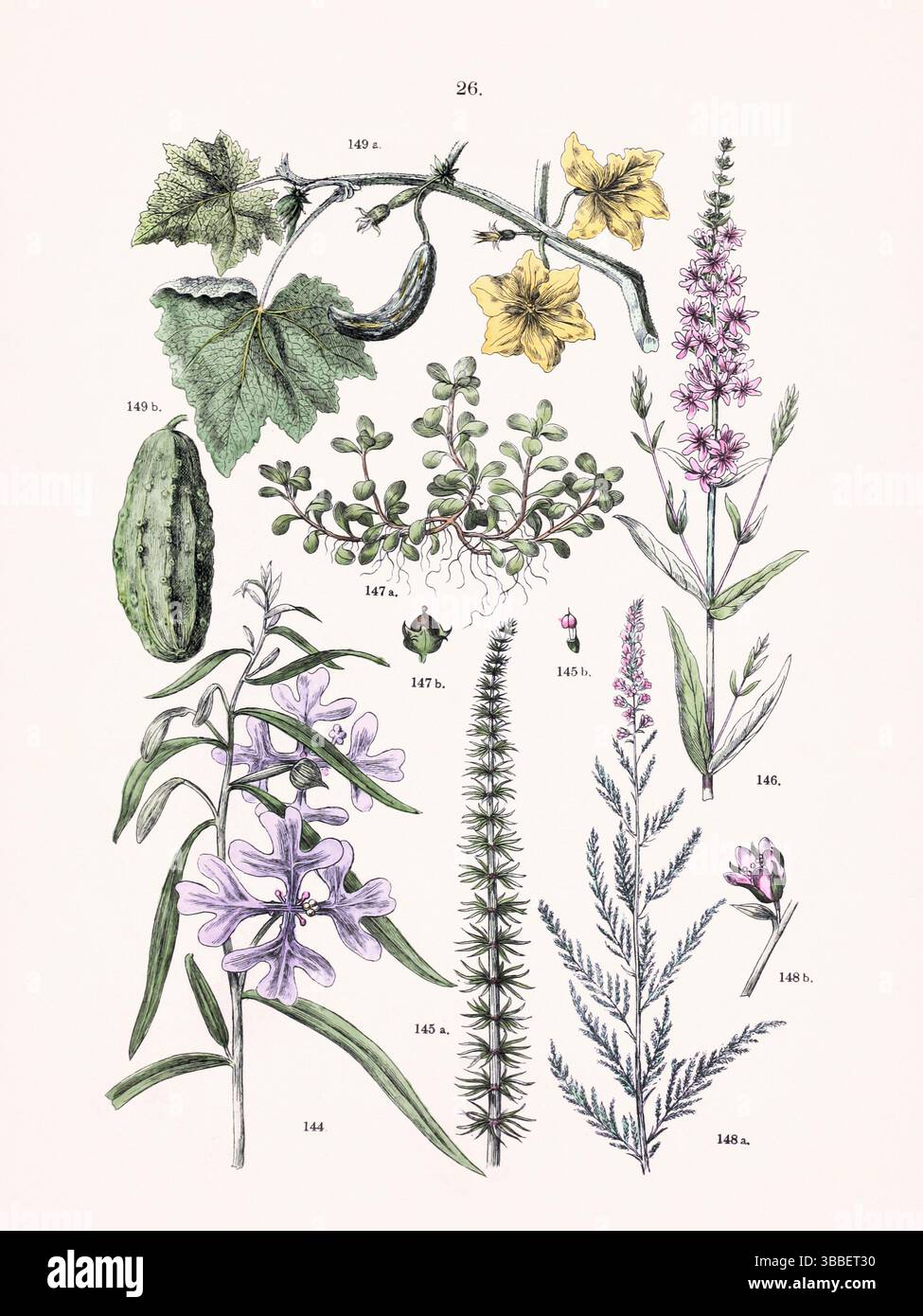 Antique Botanical Illustration from a German Plant Atlas. Circa 1884 ...