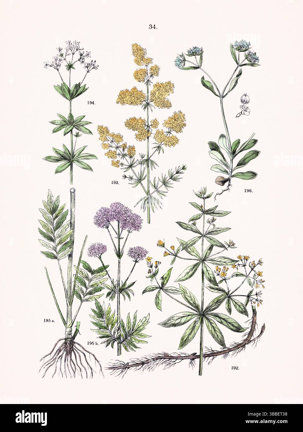 Antique Botanical Illustration from a German Plant Atlas. Circa 1884 ...