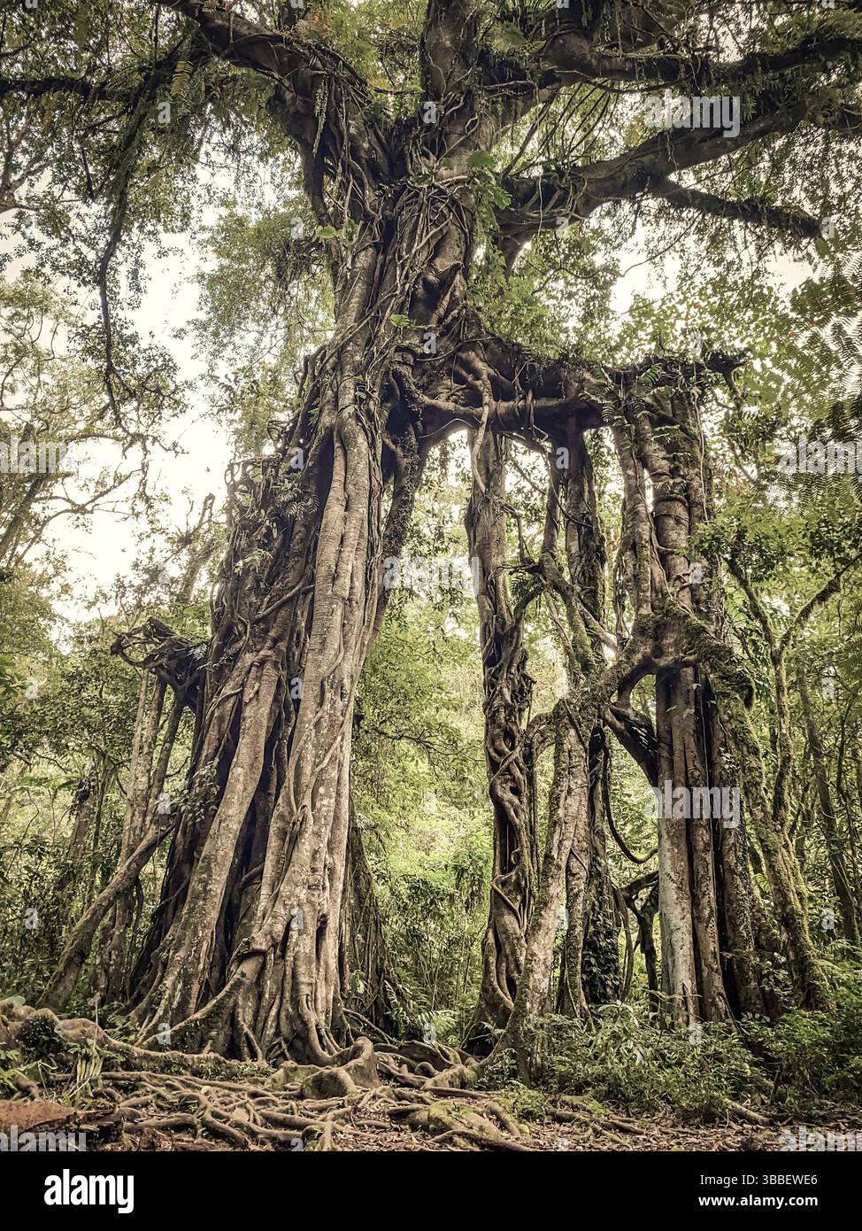 Giant Fig Tree in Bali Botanic Garden at cloudy day in Bedugul Stock ...