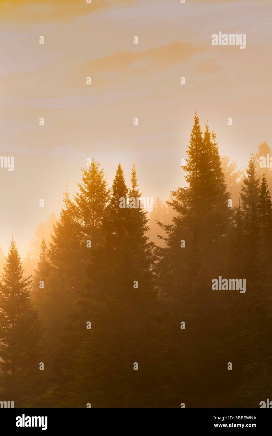 Sun rising over a forest, Adirondack Mountains, New York Stock Photo ...