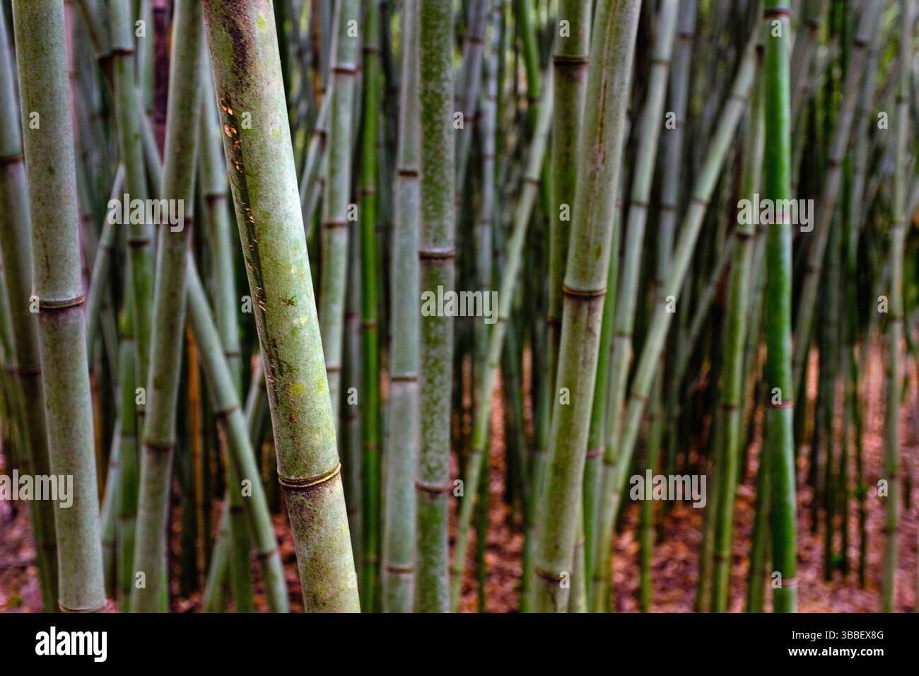 Grove of bamboo hi-res stock photography and images - Alamy