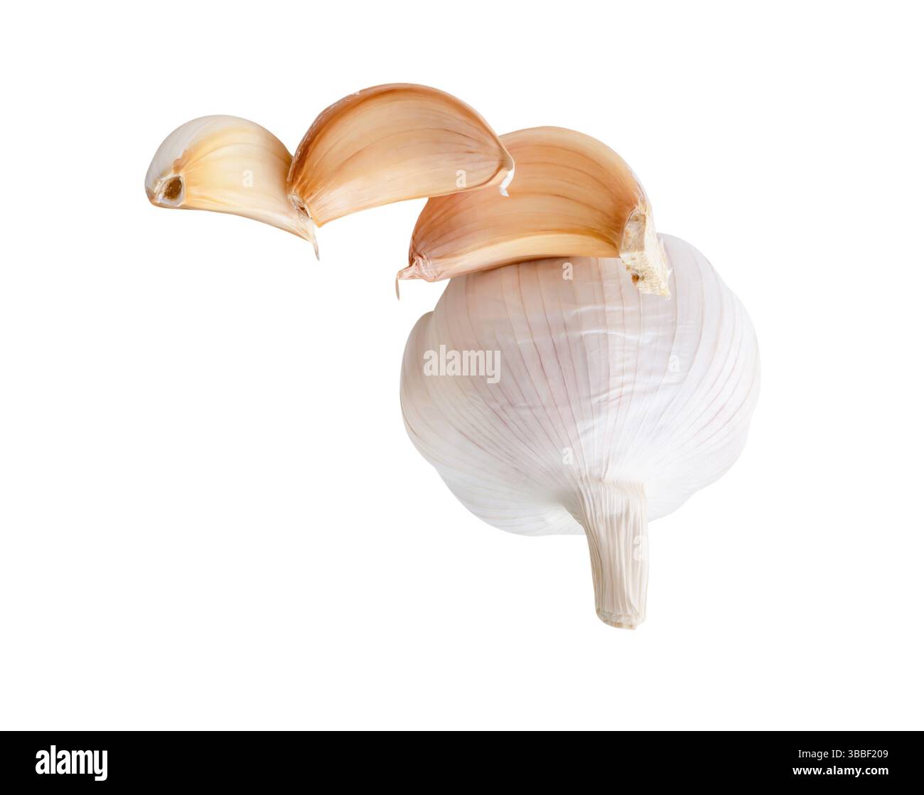 Side view of one bulb and three unpeeled garlic cloves or pieces in ...