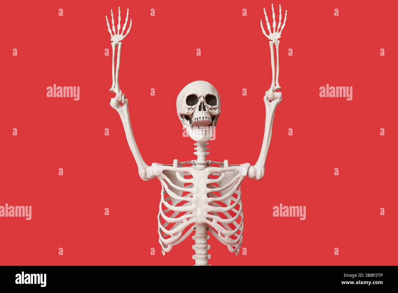 Scary human skeleton with raised hands on red background Stock Photo ...