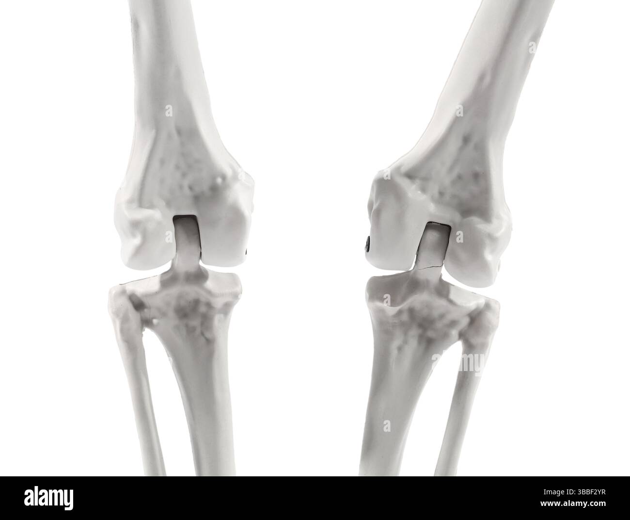Knees of human skeleton isolated on white background Stock Photo - Alamy