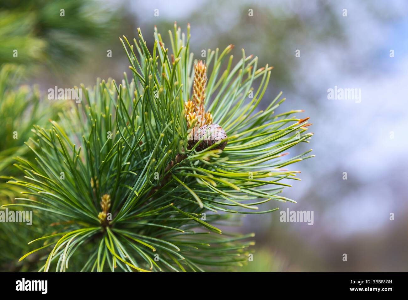 Close-up of red brown female cone on Pinus parviflora 'Goldilocks ...
