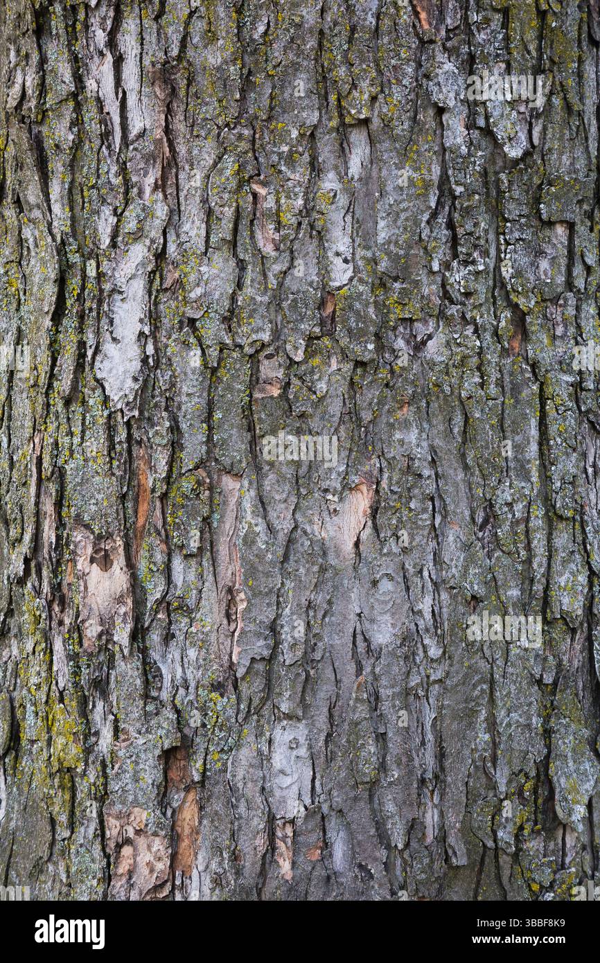 Acer saccharinum 'Pyramidale' - Silver Maple tree trunk bark detail and ...