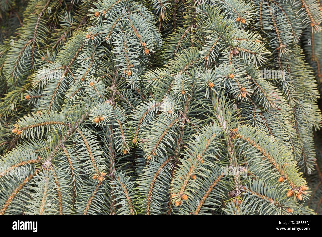 Close-up of Picea pungens 'Glauca Slenderina Pendula' - Colorado ...