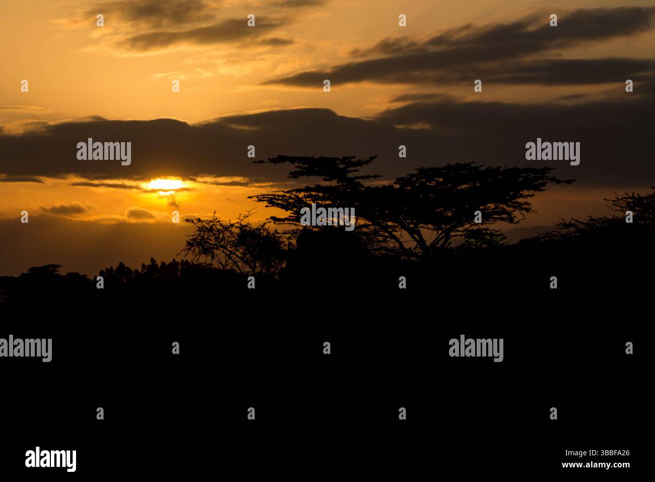 Umbrella acacia tree landscape in Africa savannah bush at sunset ...