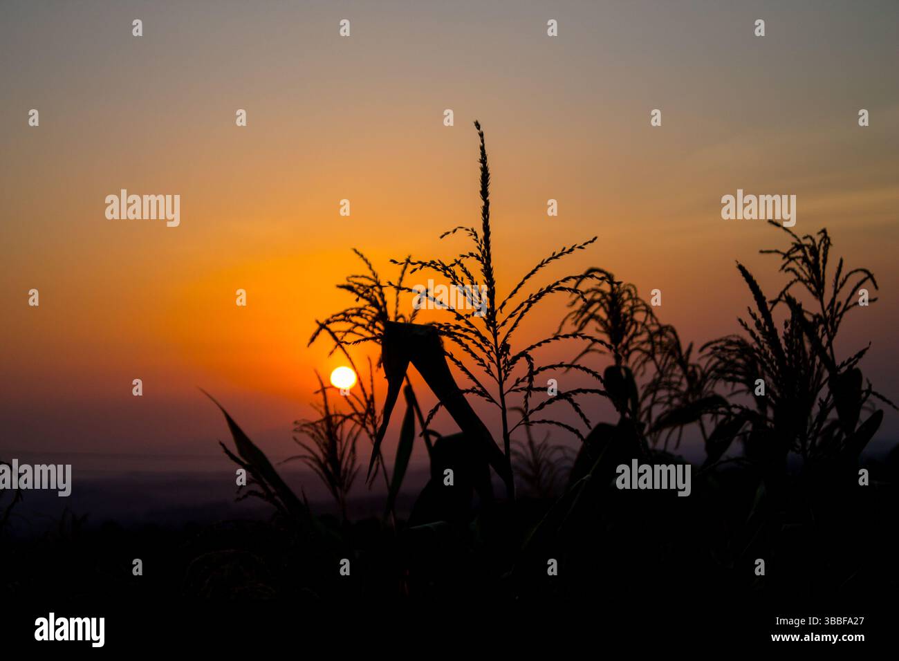 Umbrella acacia tree landscape in Africa savannah bush at sunset ...