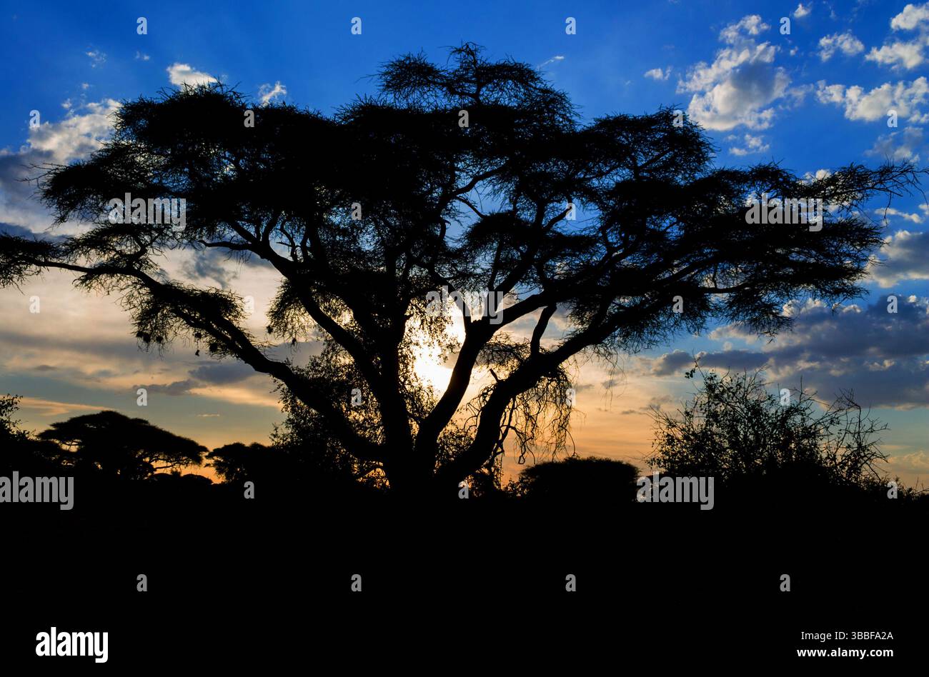 Umbrella acacia tree landscape in Africa savannah bush at sunset. Vachellia tree in savannah ...