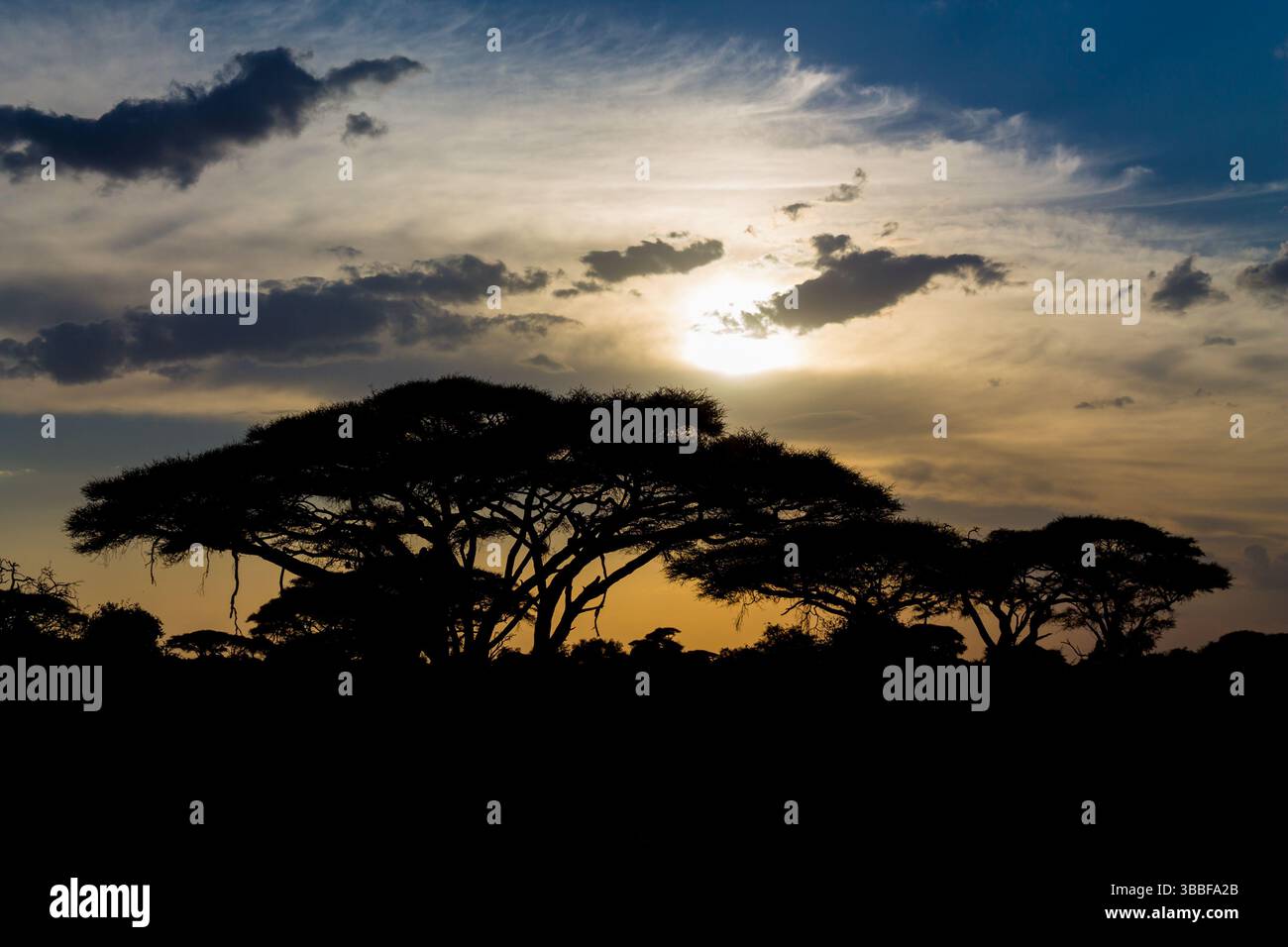 Umbrella acacia tree landscape in Africa savannah bush at sunset. Vachellia tree in savannah ...