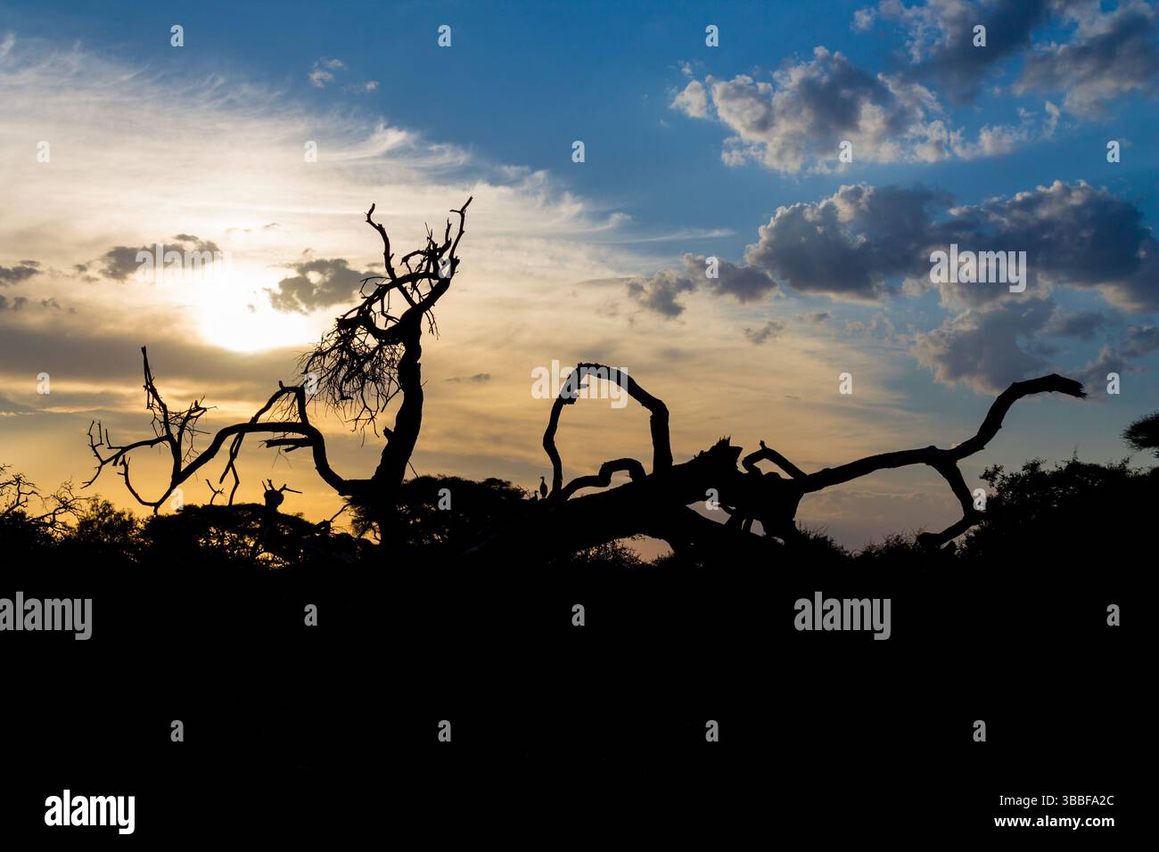 Umbrella acacia tree landscape in Africa savannah bush at sunset ...