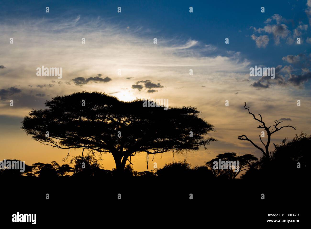 Umbrella acacia tree landscape in Africa savannah bush at sunset. Vachellia tree in savannah ...