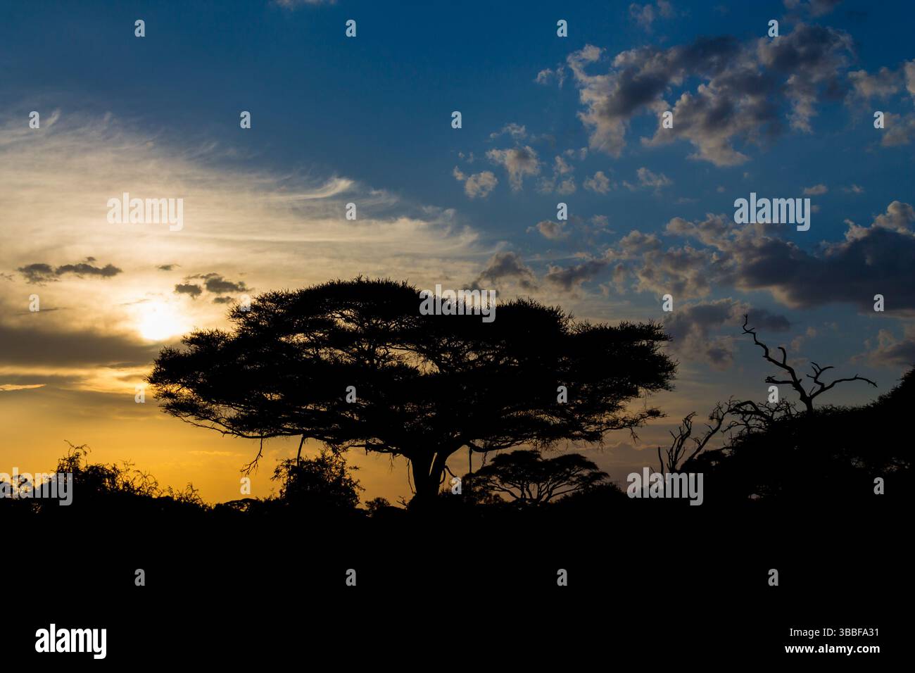 Umbrella acacia tree landscape in Africa savannah bush at sunset ...