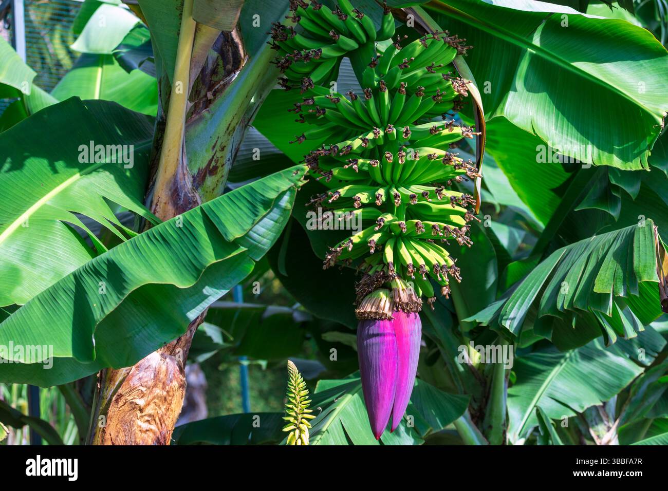 Lush banana cluster, vibrant green and promising sweet harvest ...