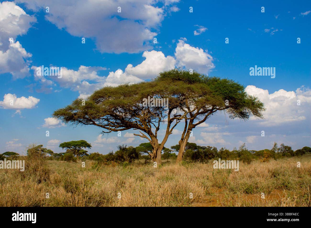 Trees and cactus landscape in Africa savannah bush in the desert ...