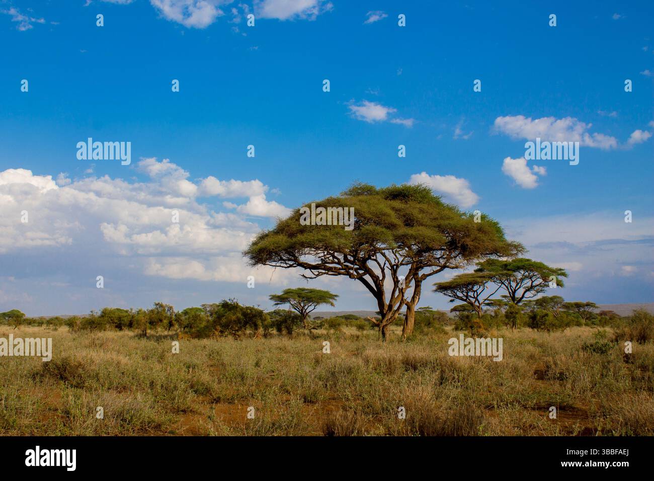 Trees and cactus landscape in Africa savannah bush in the desert ...