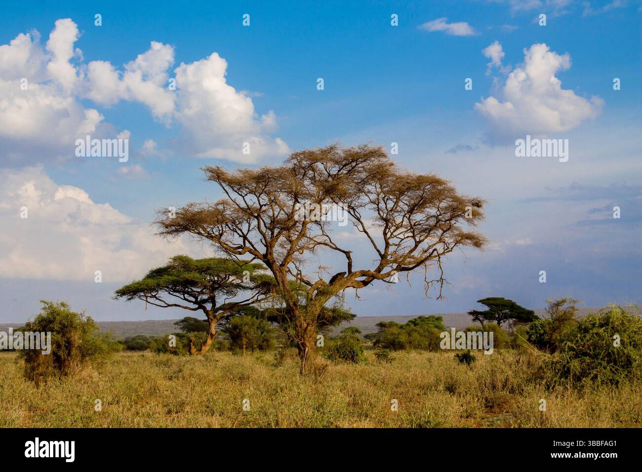 Trees and cactus landscape in Africa savannah bush in the desert ...