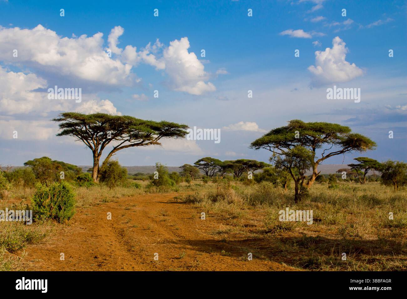 Trees and cactus landscape in Africa savannah bush in the desert ...