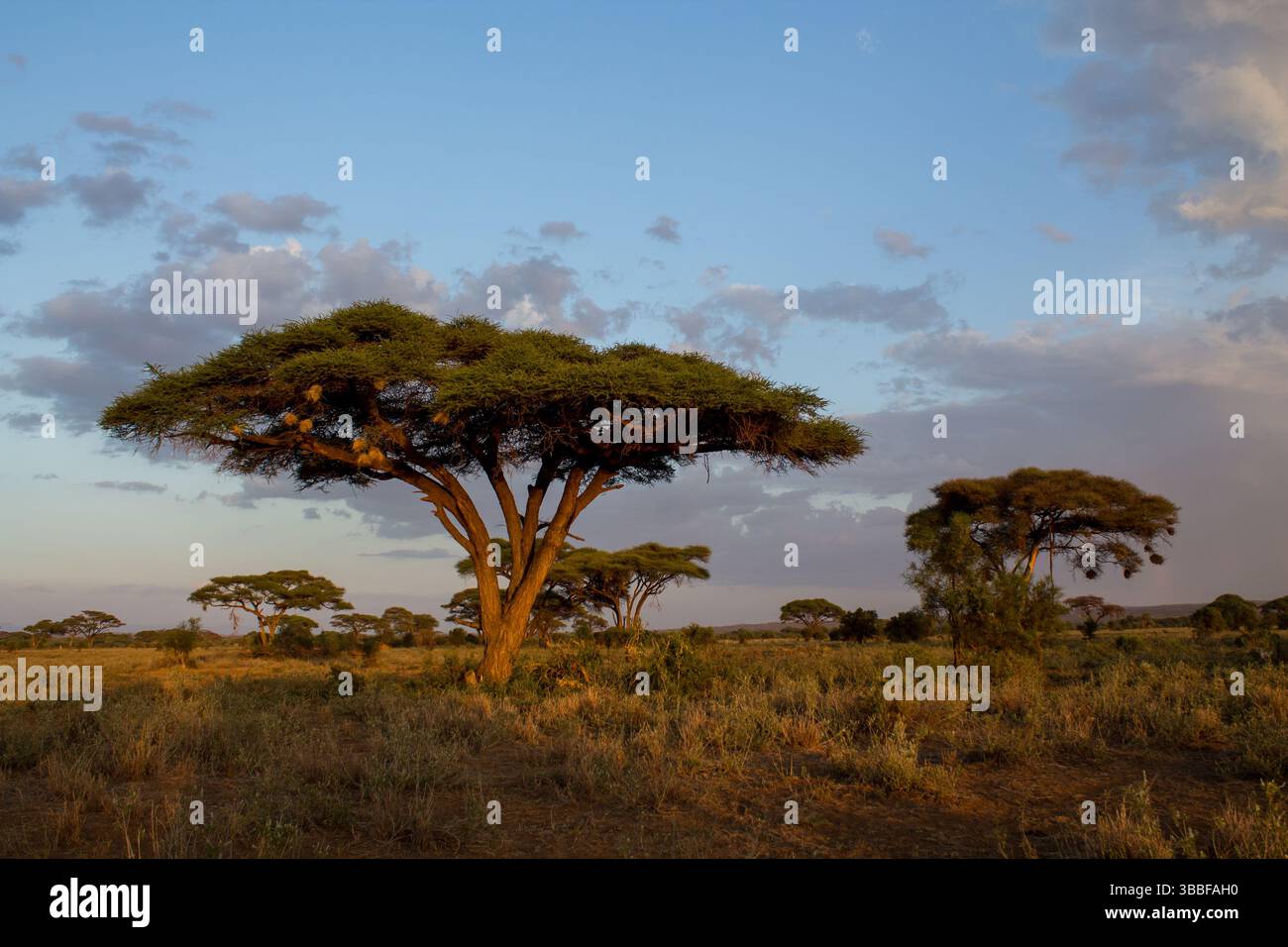 Trees and cactus landscape in Africa savannah bush in the desert. Vachellia tree in savannah ...