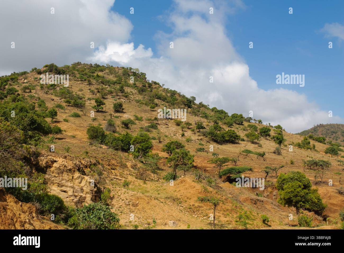 Trees and cactus landscape in Africa savannah bush in the desert ...