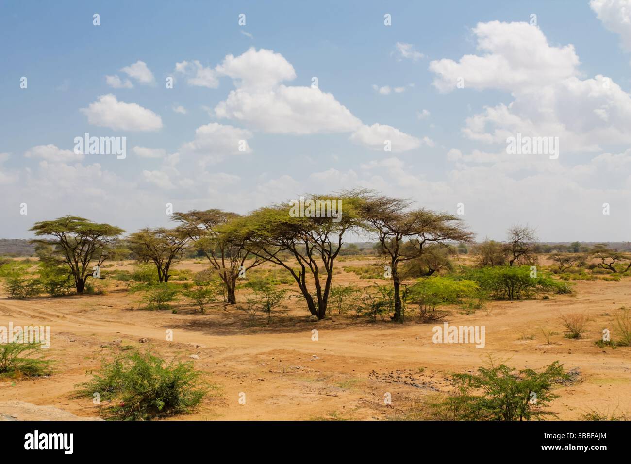 Trees and cactus landscape in Africa savannah bush in the desert ...