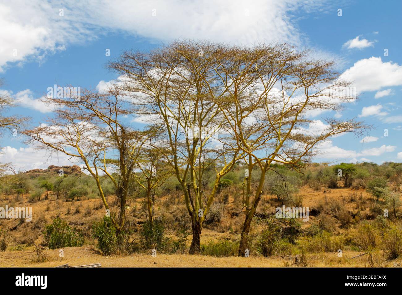 Trees and cactus landscape in Africa savannah bush in the desert ...