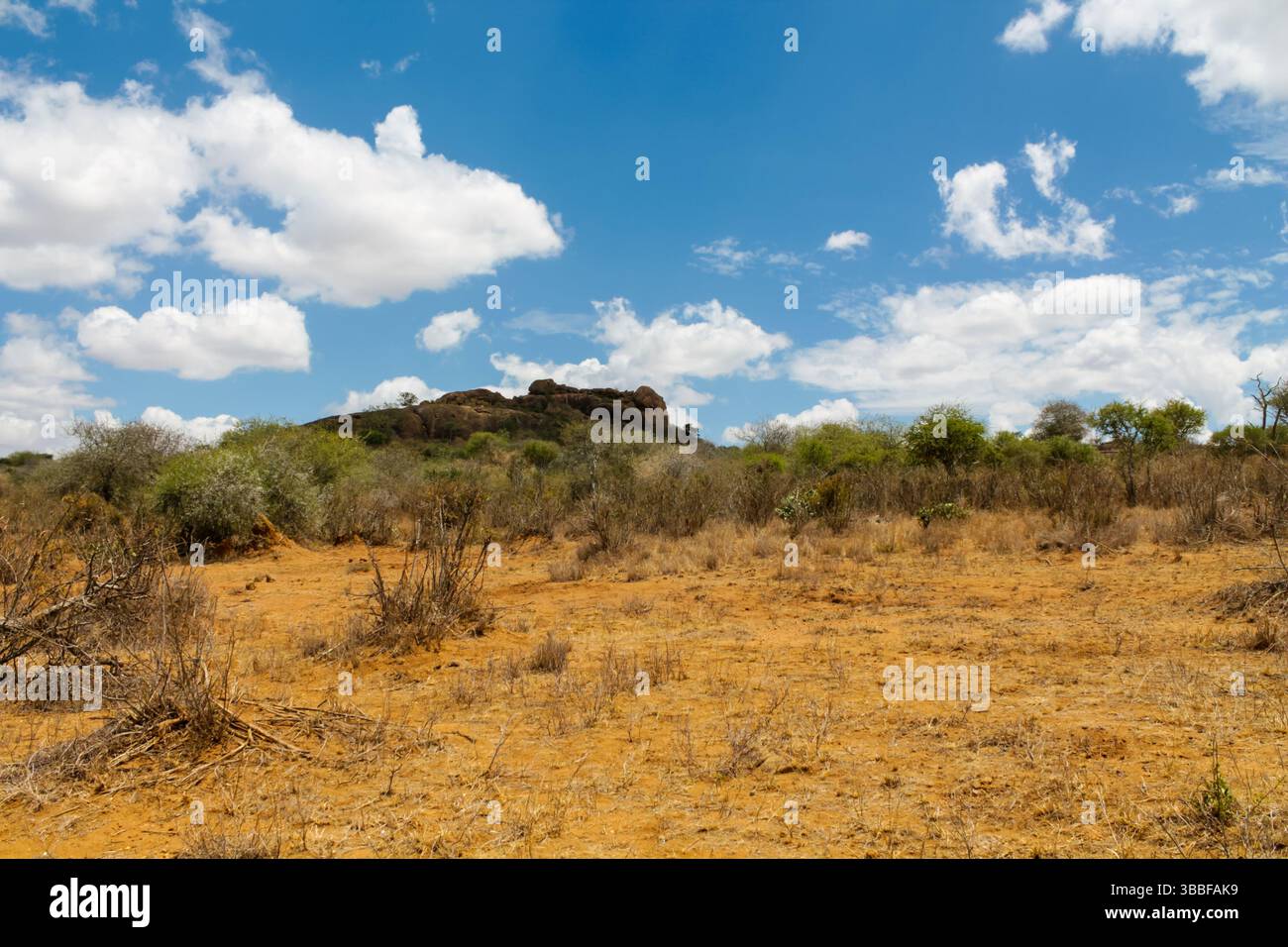 Trees and cactus landscape in Africa savannah bush in the desert ...