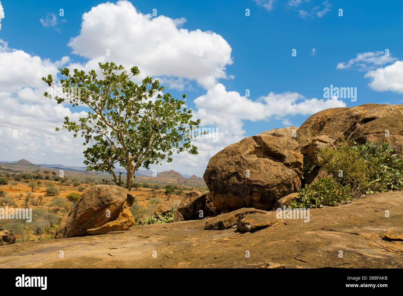 Trees and cactus landscape in Africa savannah bush in the desert ...