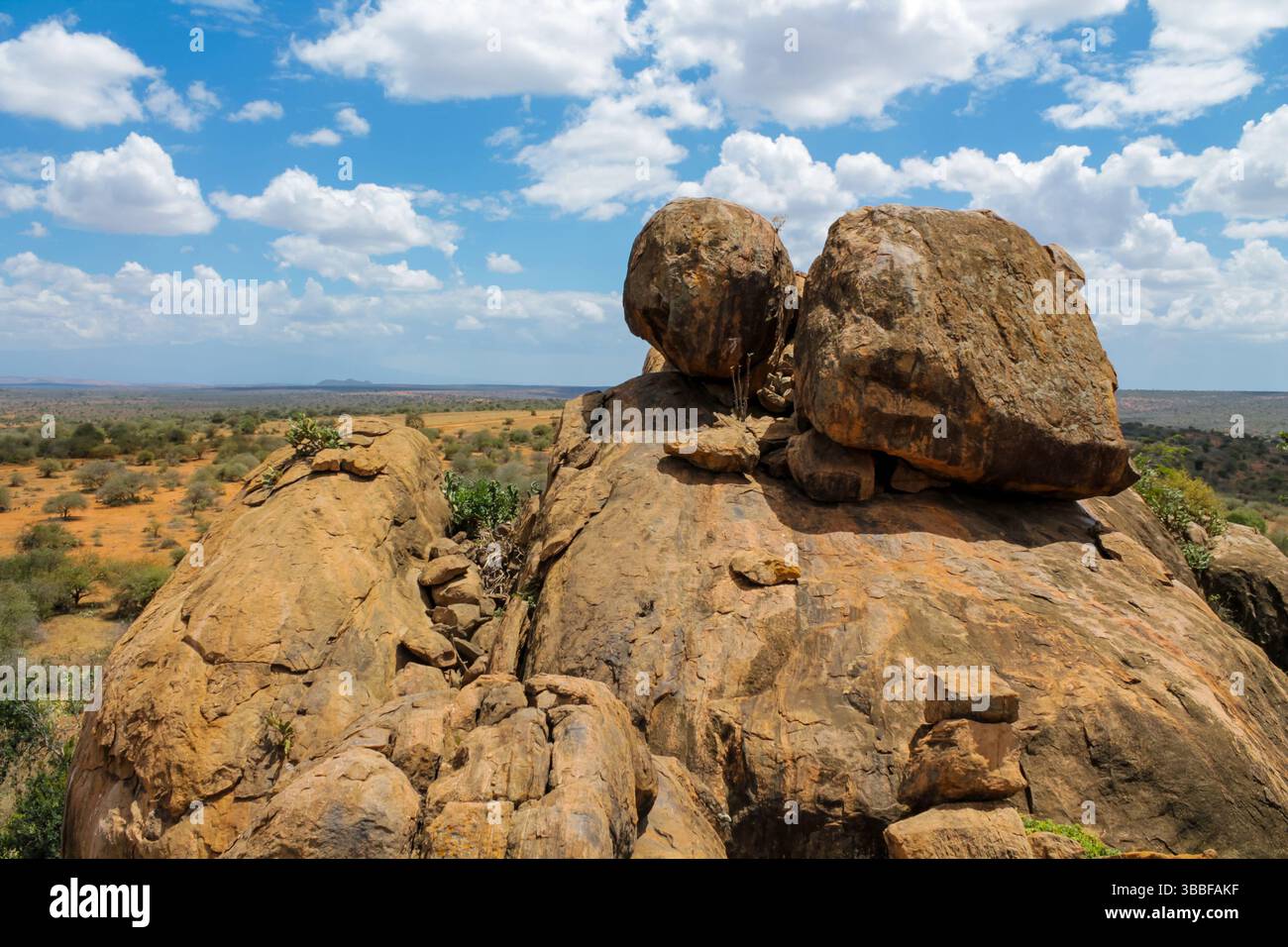 Trees and cactus landscape in Africa savannah bush in the desert ...