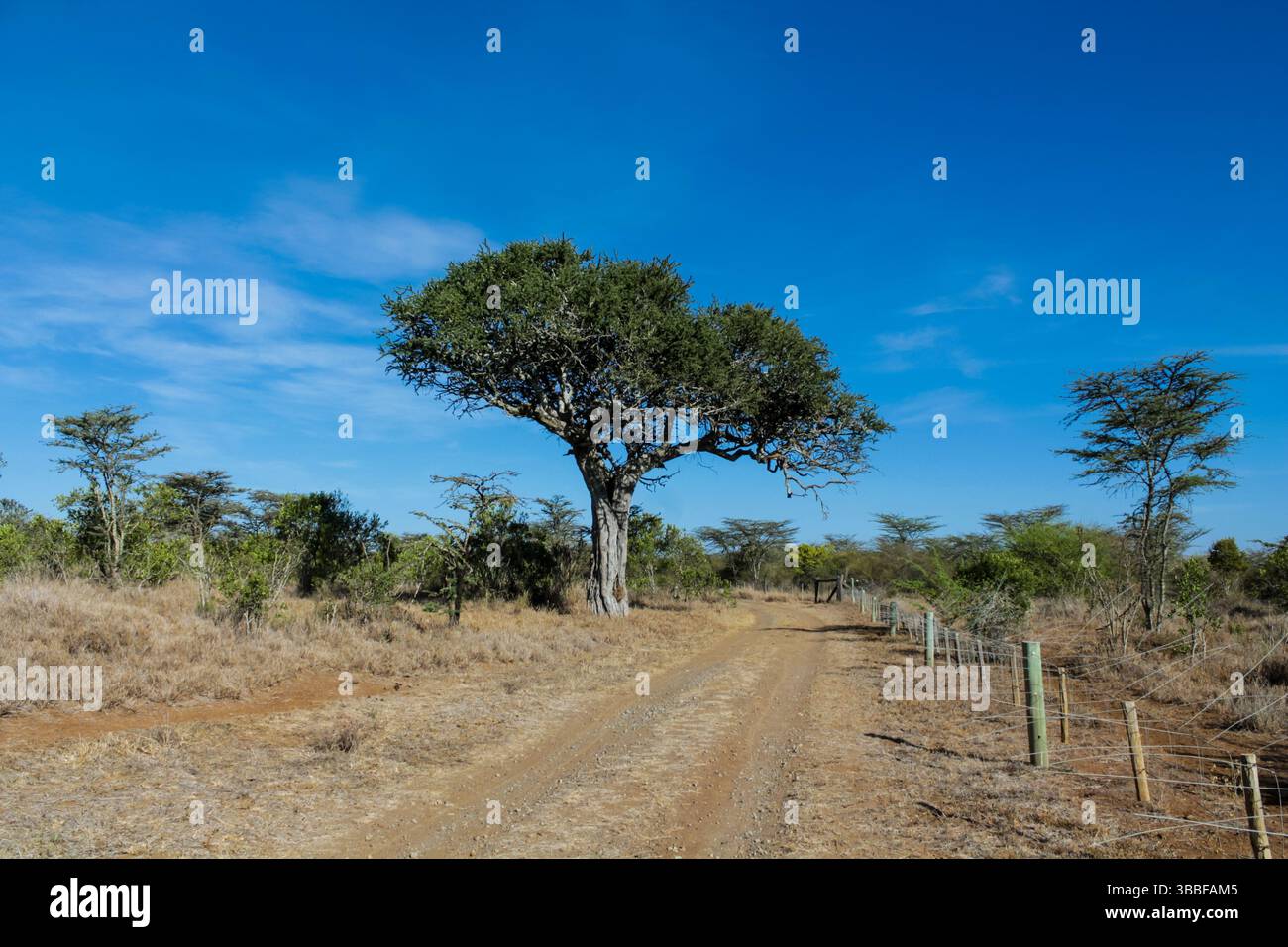 Trees and cactus landscape in Africa savannah bush in the desert ...