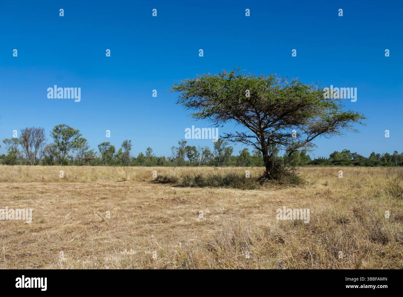 Trees and cactus landscape in Africa savannah bush in the desert ...