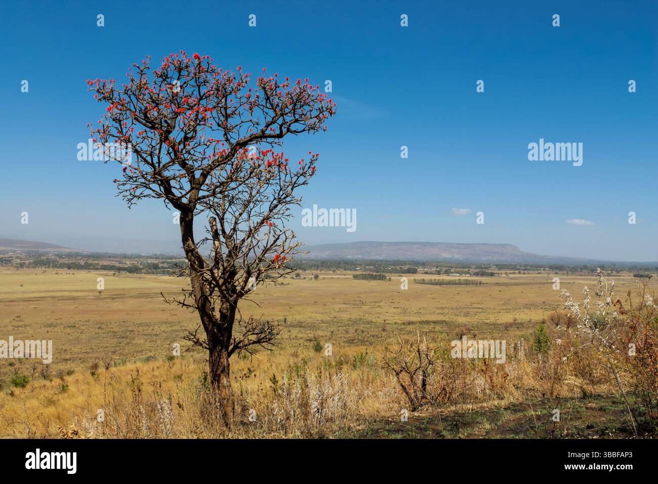 Trees and cactus landscape in Africa savannah bush in the desert ...