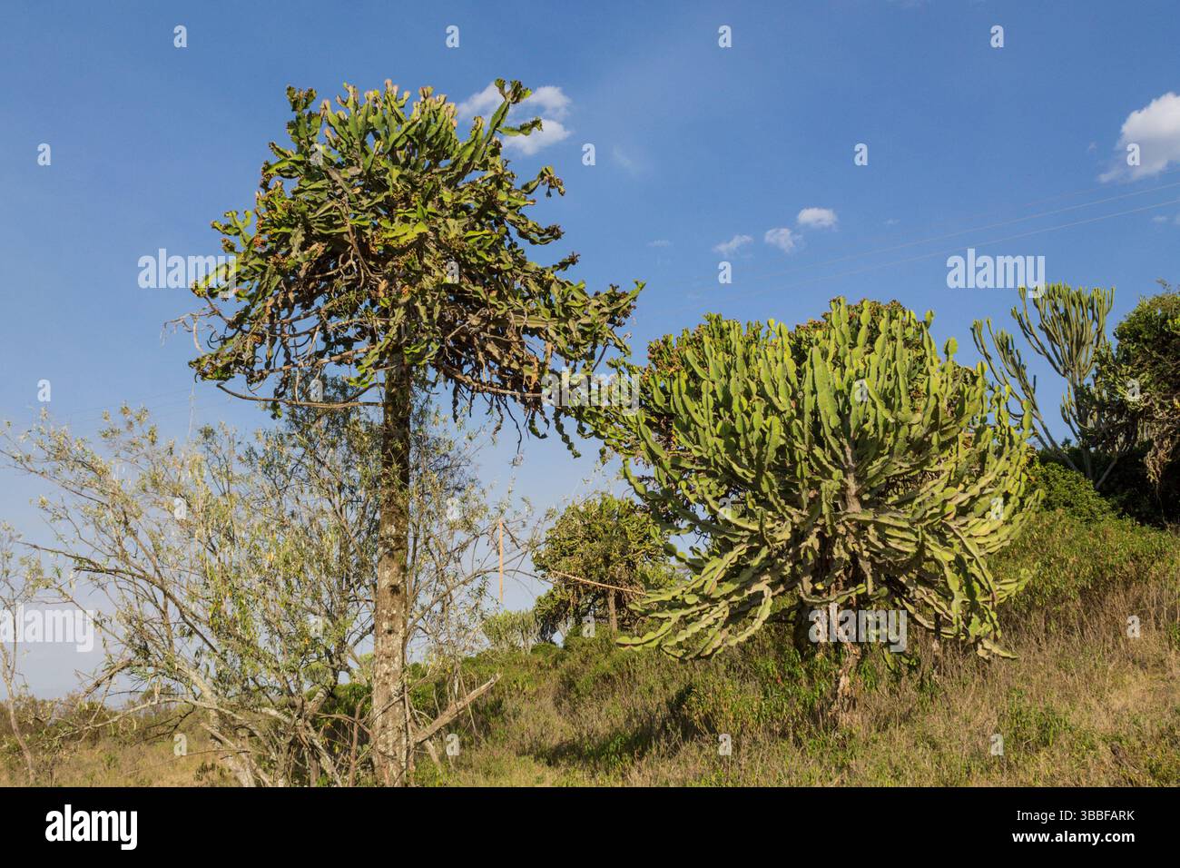 Trees and cactus landscape in Africa savannah bush in the desert ...