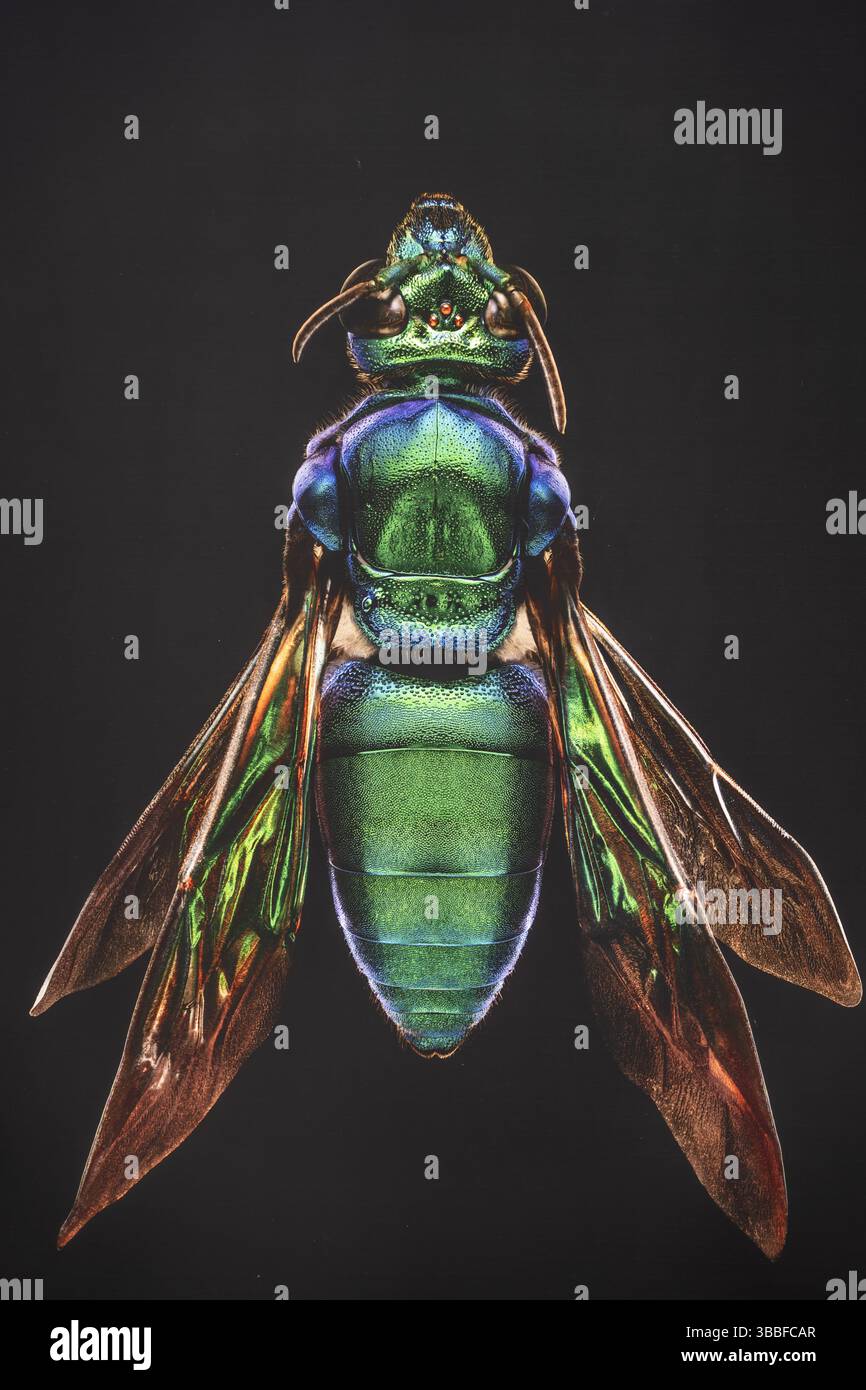 From the Collection of the Oxford University National Museum ...