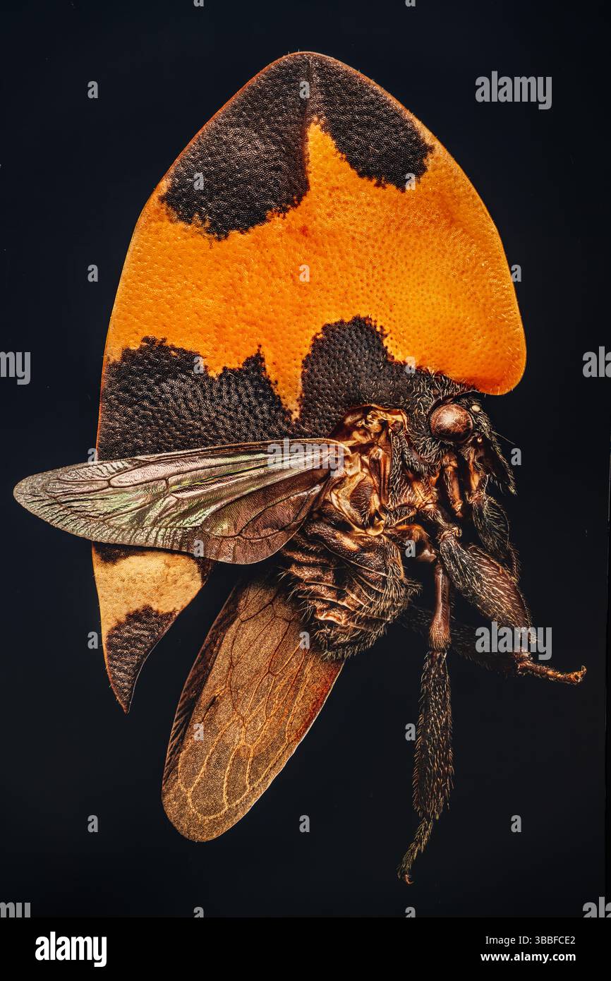 From the Collection of the Oxford University National Museum ...