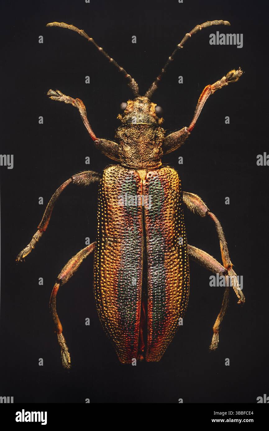 From the Collection of the Oxford University National Museum ...