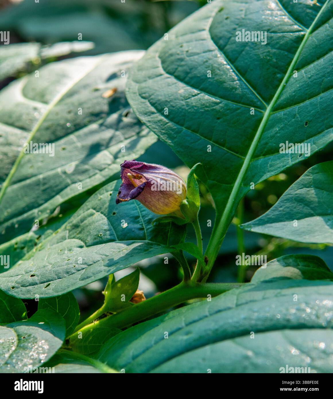 Flowers of Atropa belladonna, commonly known as belladonna or deadly ...